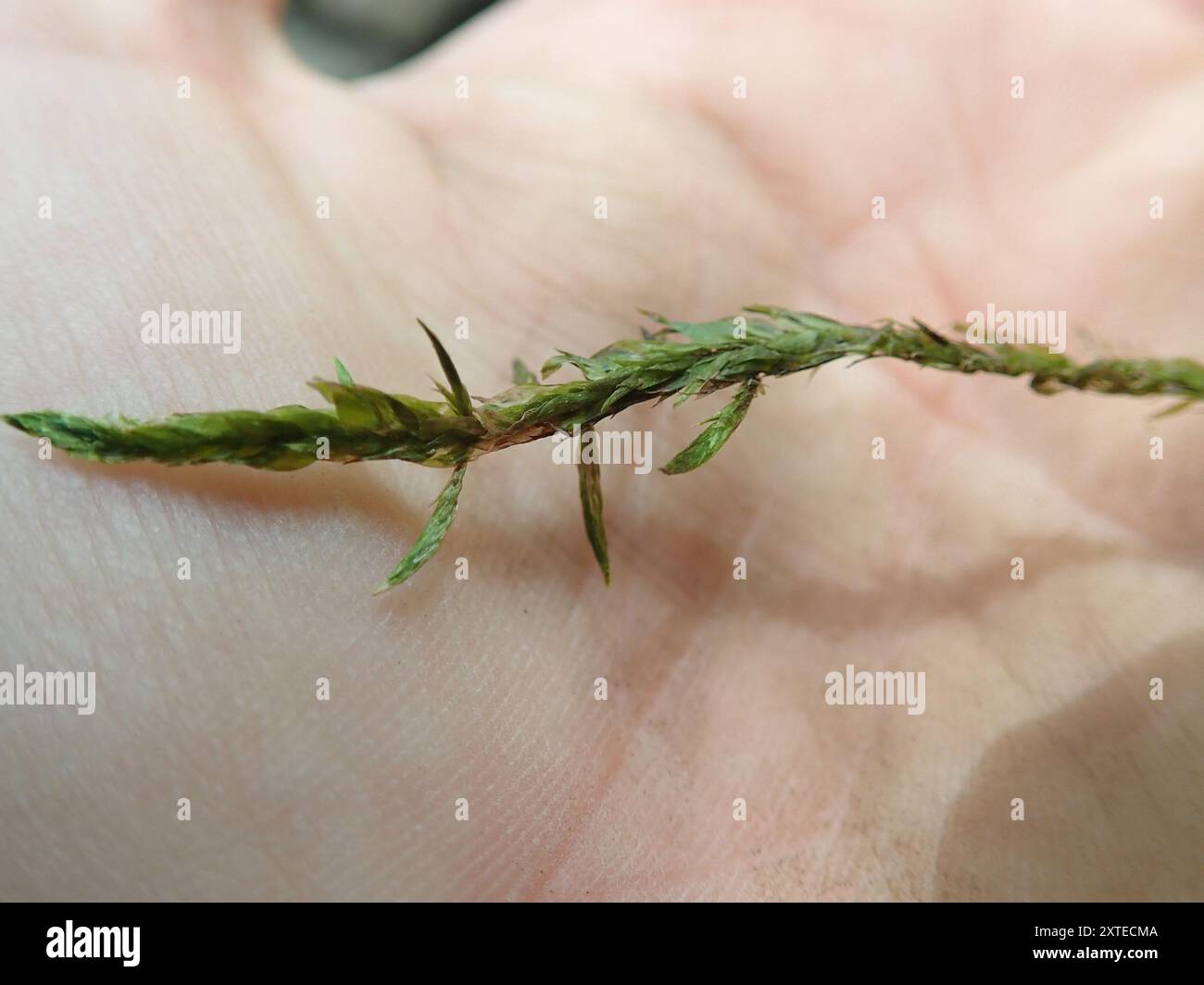 Willow Moss (Fontinalis antipyretica) Plantae Stock Photo - Alamy