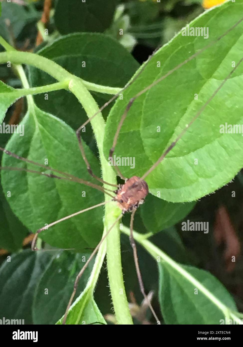Eastern Harvestman (Leiobunum vittatum) Arachnida Stock Photo - Alamy