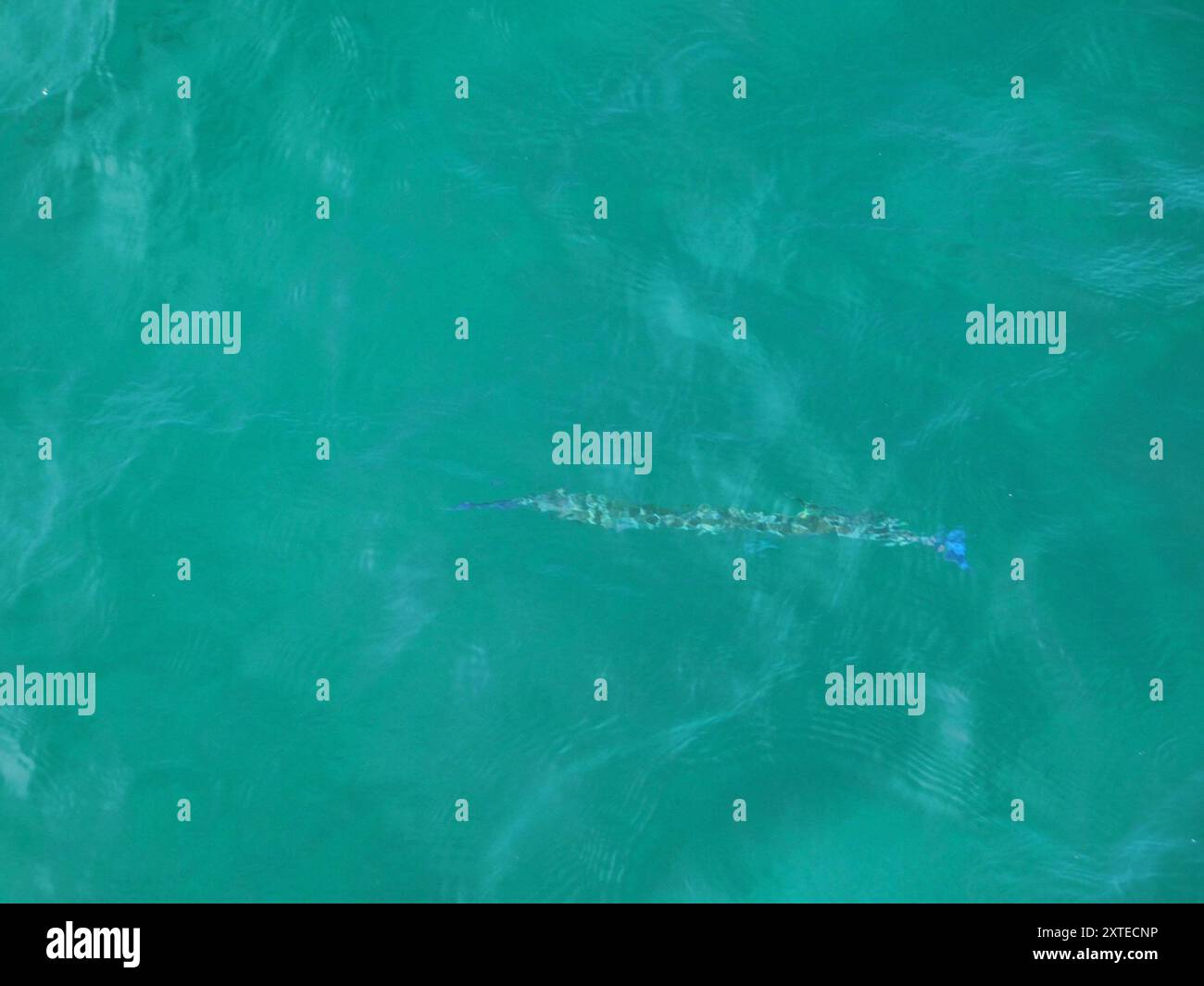 Houndfish (Tylosurus crocodilus) Actinopterygii Stock Photo - Alamy