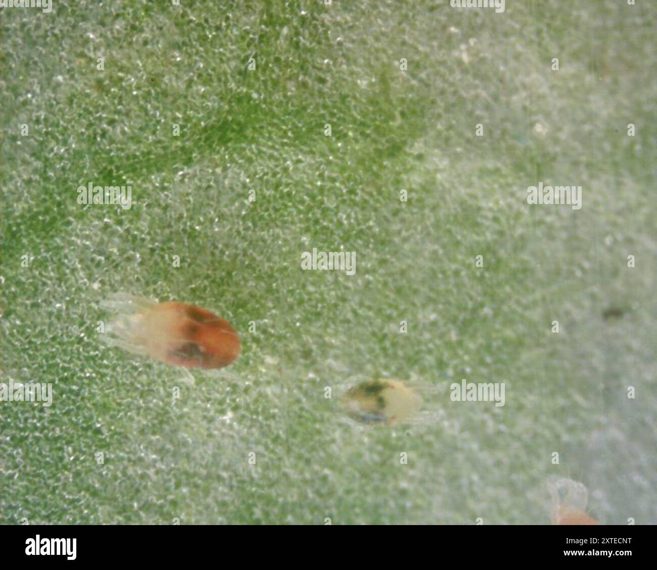 Twospotted Spider Mite (Tetranychus urticae) Arachnida Stock Photo - Alamy