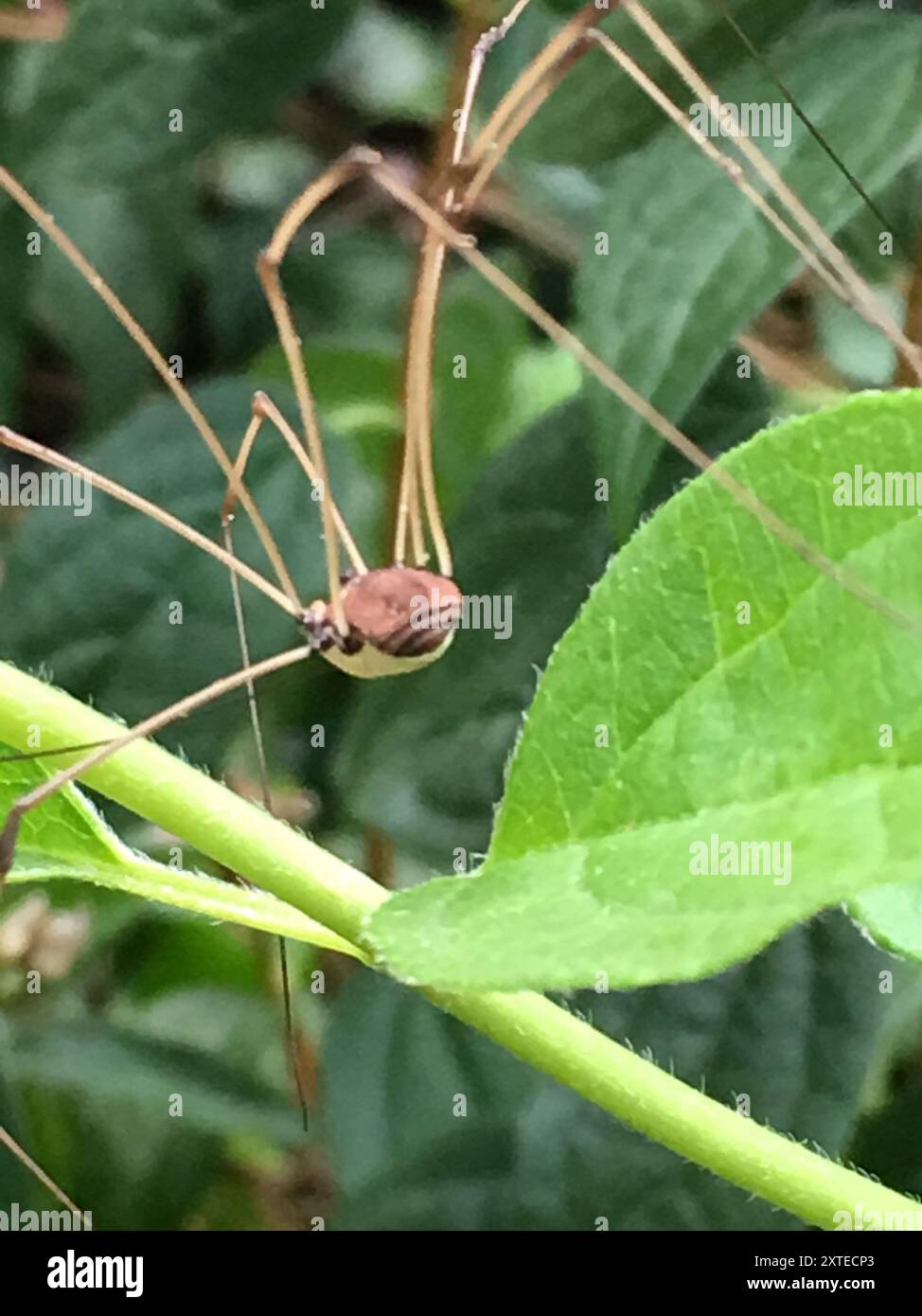 Eastern Harvestman (Leiobunum vittatum) Arachnida Stock Photo - Alamy