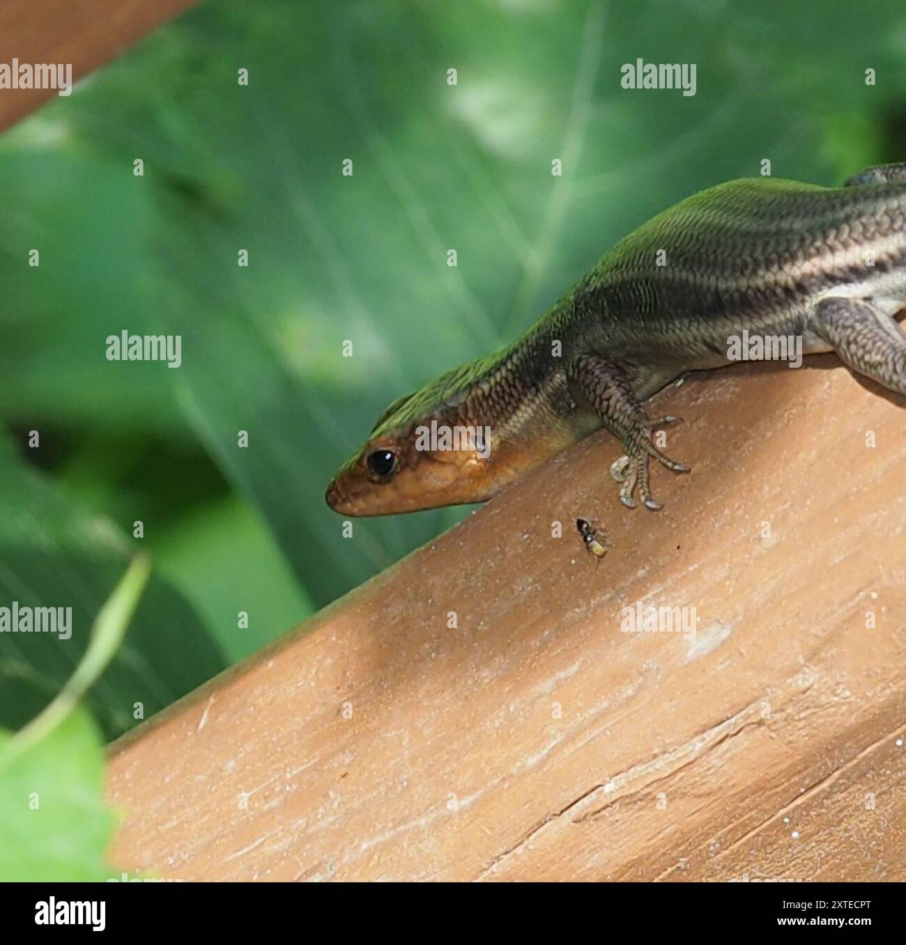 Common Five-lined Skink (Plestiodon fasciatus) Reptilia Stock Photo - Alamy