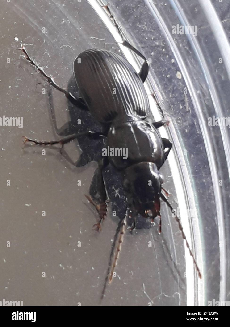 Black Clock (Pterostichus madidus) Insecta Stock Photo - Alamy