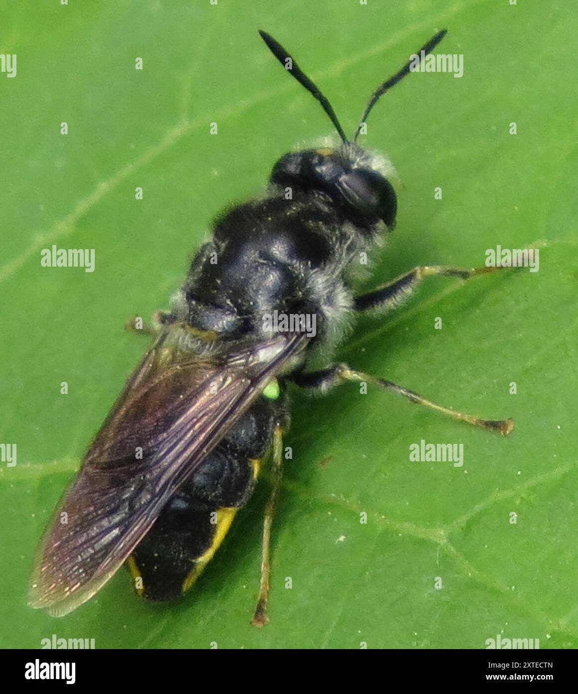 (Stratiomys meigenii) Insecta Stock Photo - Alamy