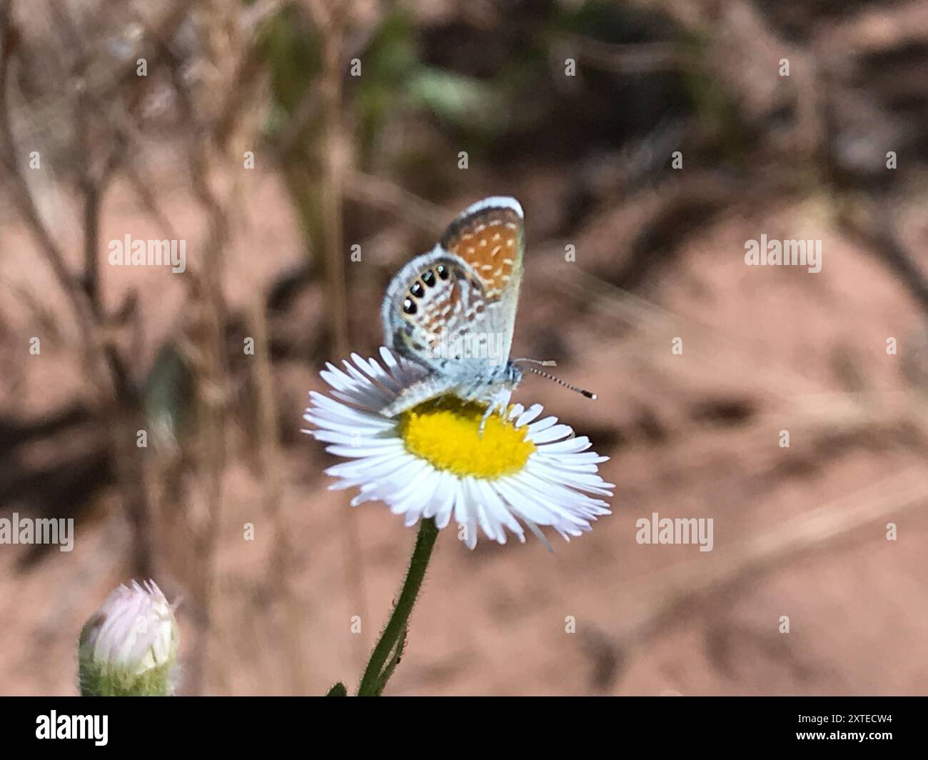 Brephidium hi-res stock photography and images - Alamy