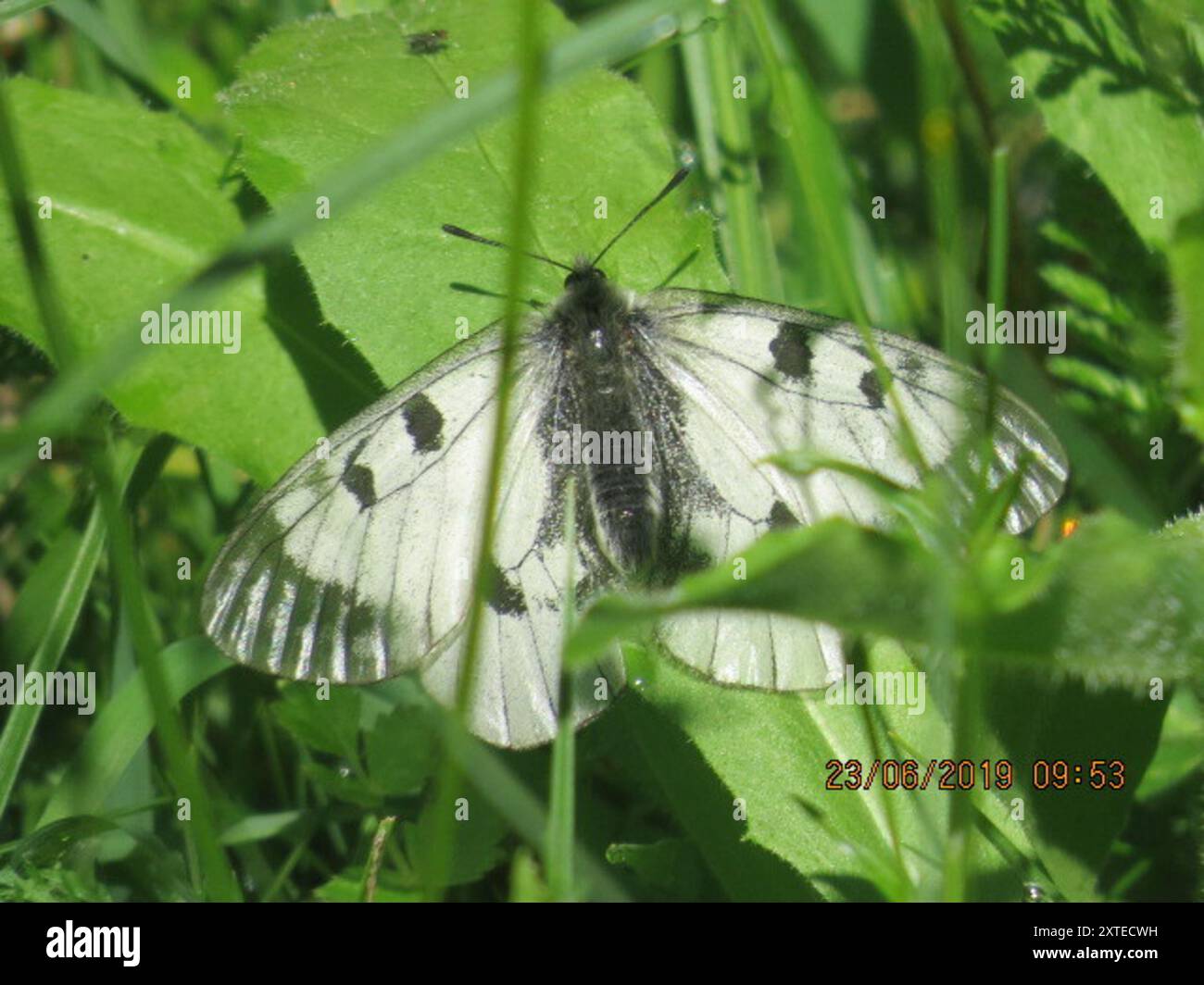 Clouded Apollo (Parnassius mnemosyne) Insecta Stock Photo - Alamy