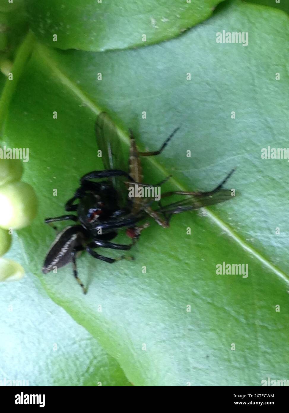 Sylvan Jumping Spider (Colonus sylvanus) Arachnida Stock Photo - Alamy