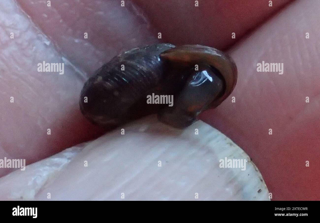 (Stenacapha hamiltoni) Mollusca Stock Photo - Alamy