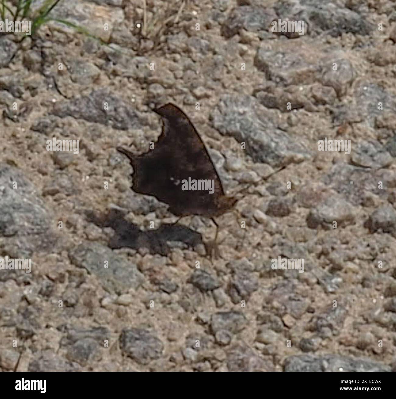 Question Mark (Polygonia interrogationis) Insecta Stock Photo - Alamy