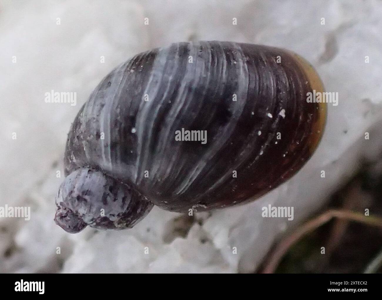 Southern Ambersnail (Succinea australis) Mollusca Stock Photo - Alamy