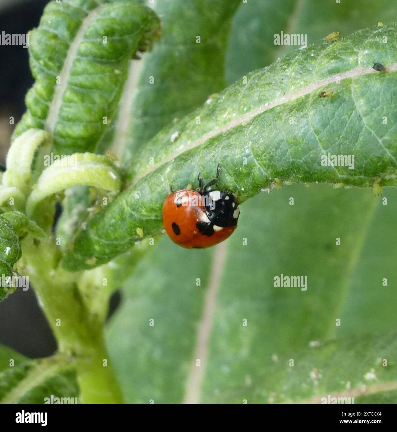 Aphids (Aphididae) Insecta Stock Photo - Alamy