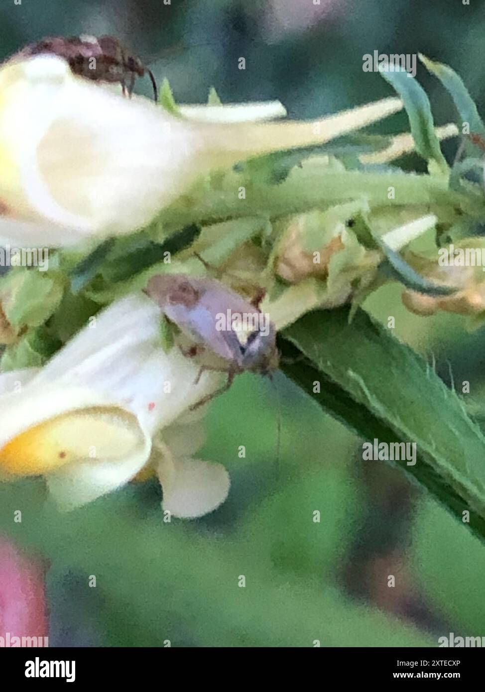 Lygus Bugs (Lygus) Insecta Stock Photo - Alamy