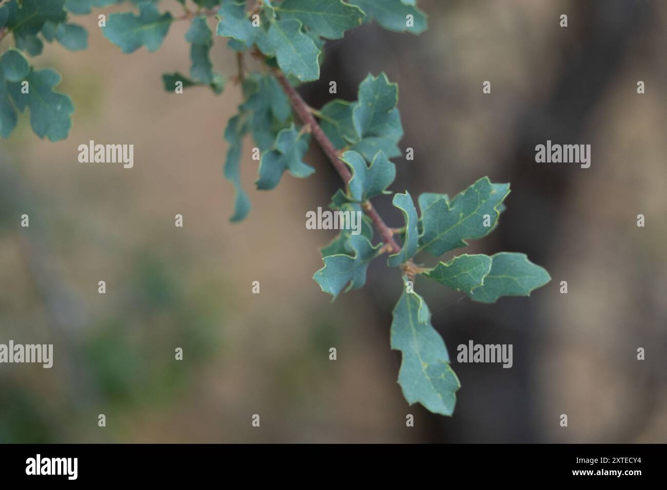 blue oak (Quercus douglasii) Plantae Stock Photo - Alamy