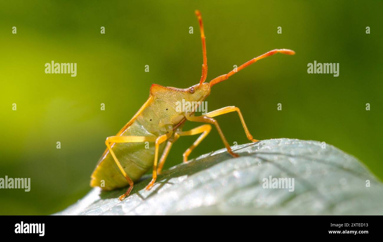 Box Bug (Gonocerus acuteangulatus) Insecta Stock Photo - Alamy