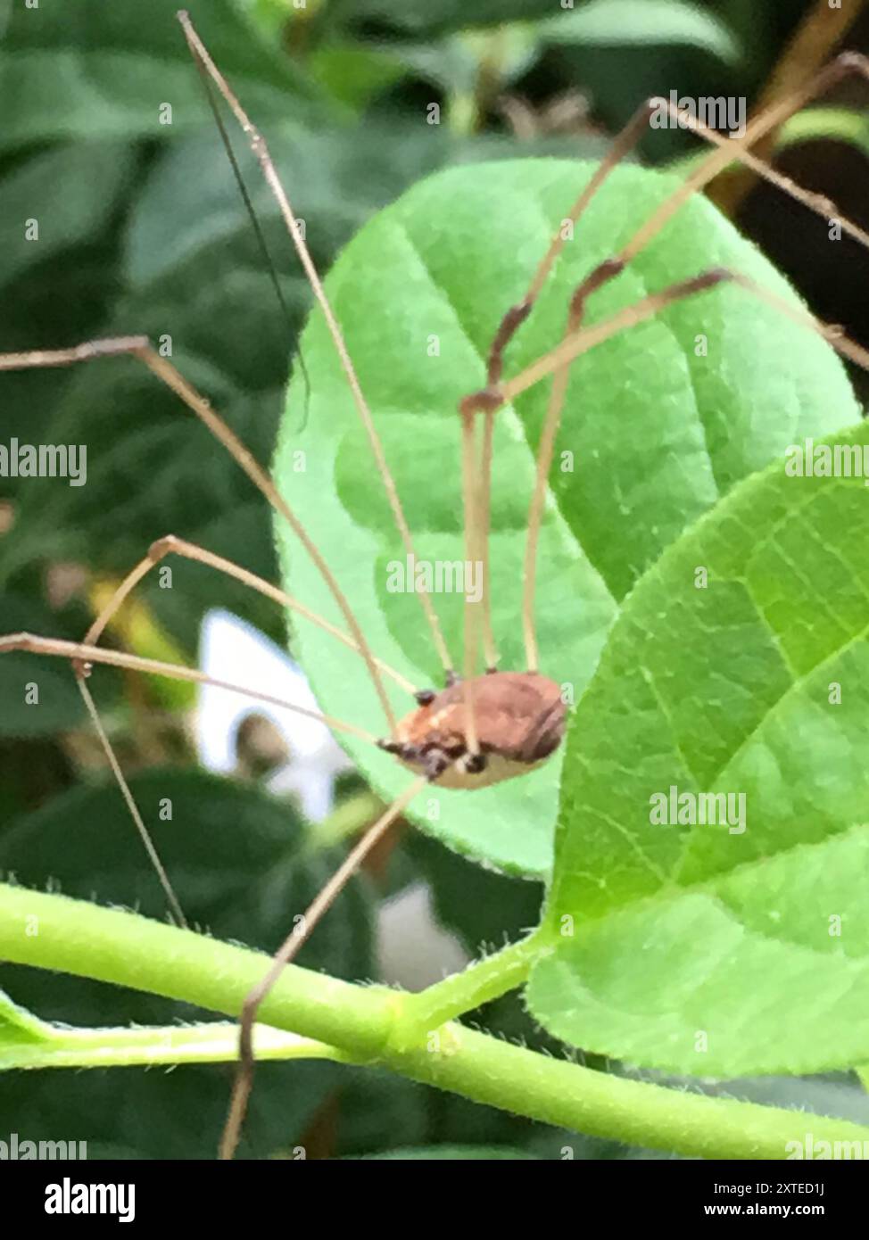 Eastern Harvestman (Leiobunum vittatum) Arachnida Stock Photo - Alamy