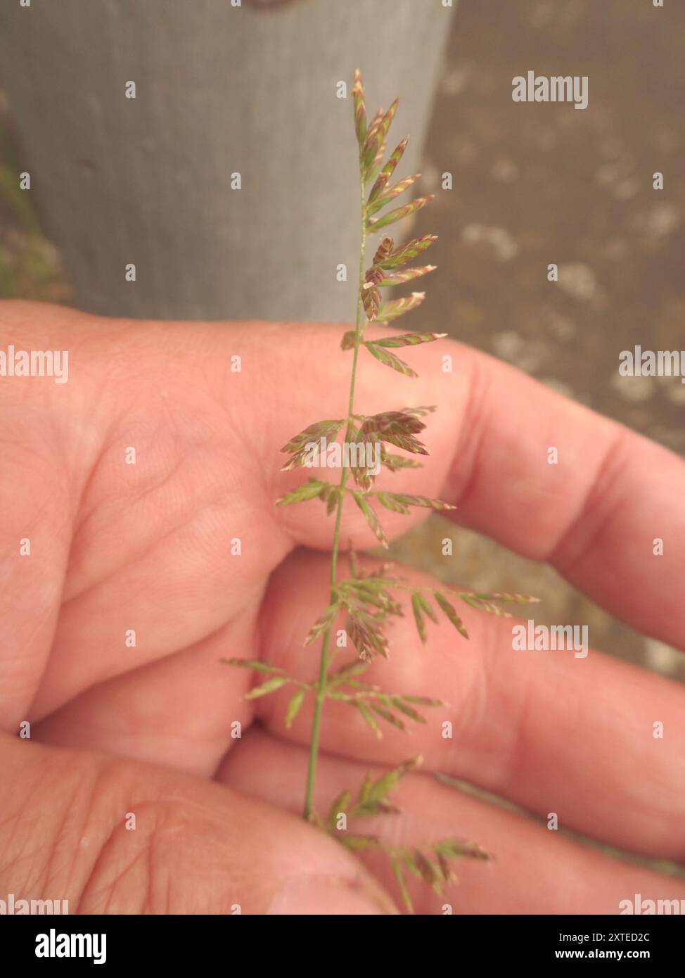 Canada bluegrass (Poa compressa) Plantae Stock Photo - Alamy