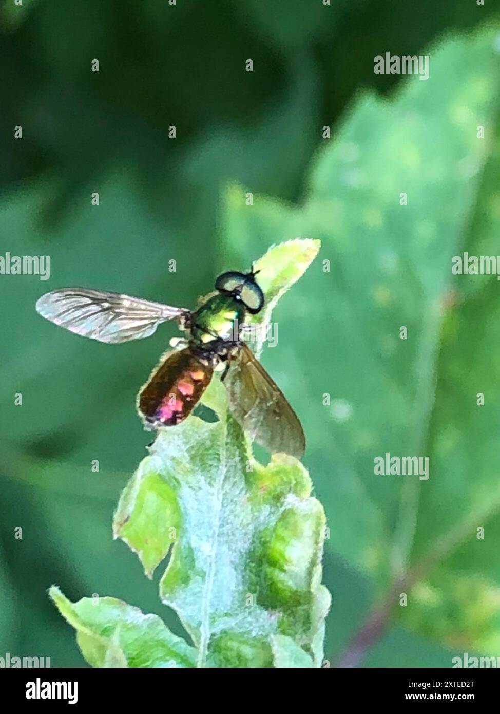 Broad Centurion Fly (Chloromyia formosa) Insecta Stock Photo - Alamy