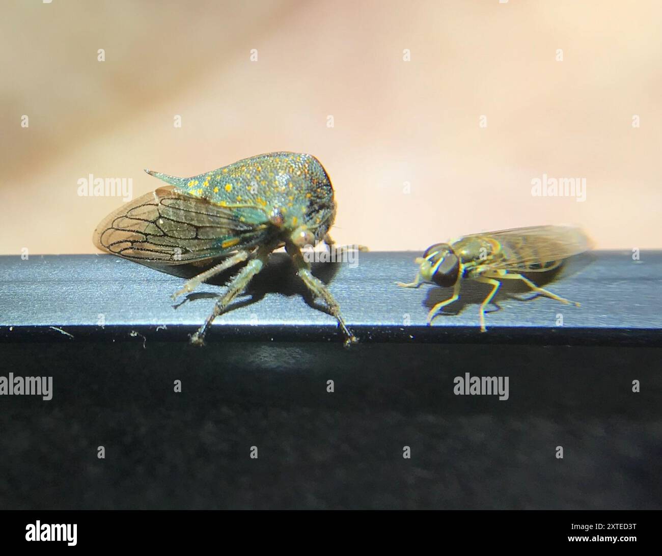 Oak Treehopper (Platycotis vittata) Insecta Stock Photo - Alamy
