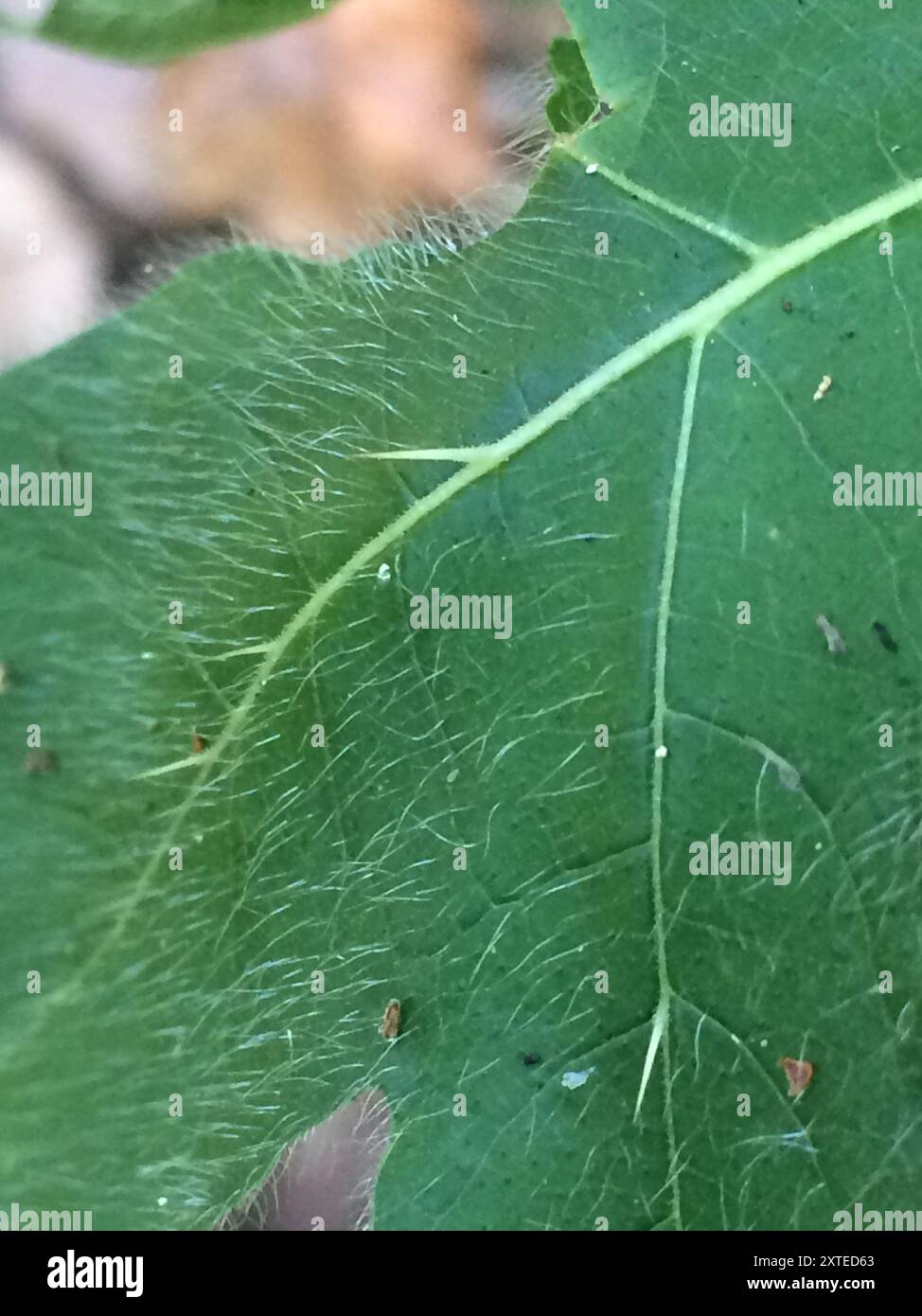 Cockroach Berry (Solanum capsicoides) Plantae Stock Photo - Alamy