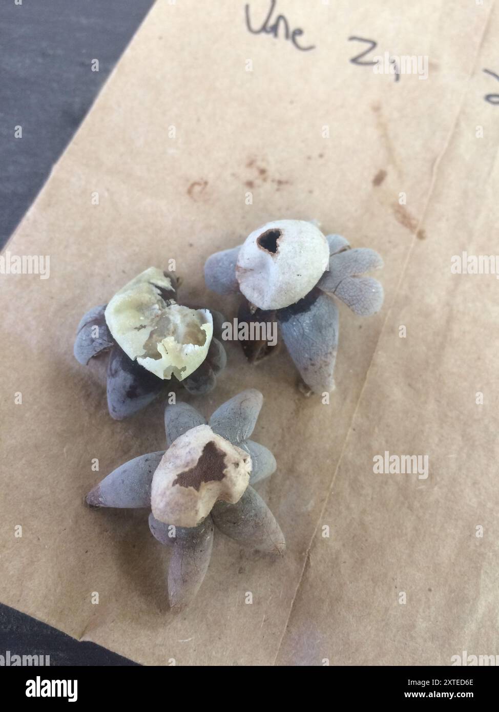 Hygroscopic Earthstar (Astraeus hygrometricus) Fungi Stock Photo - Alamy