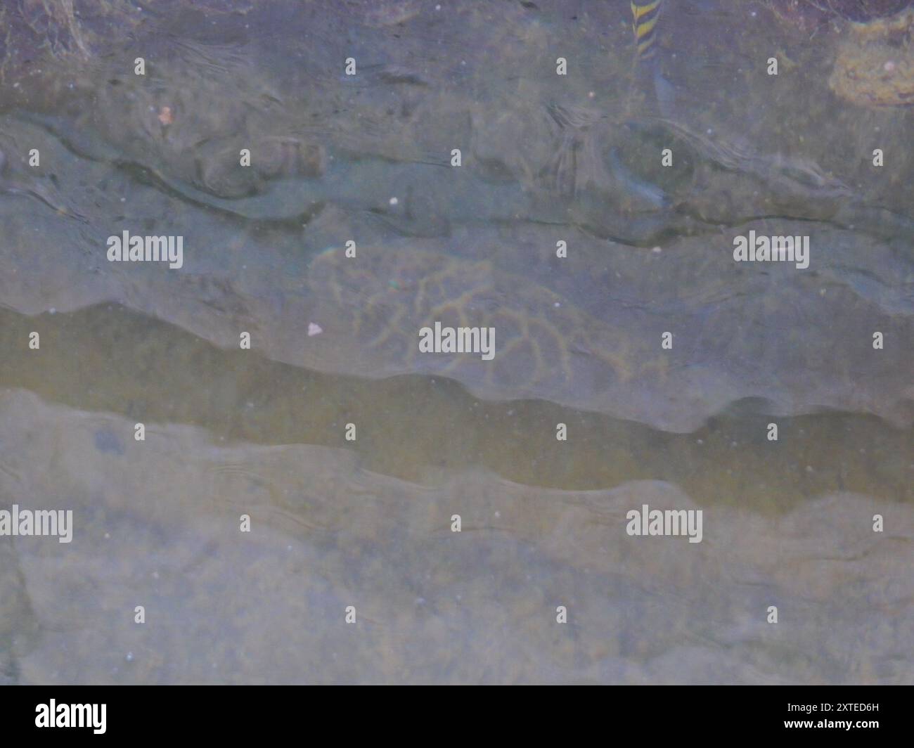 Checkered Puffer (Sphoeroides testudineus) Actinopterygii Stock Photo ...