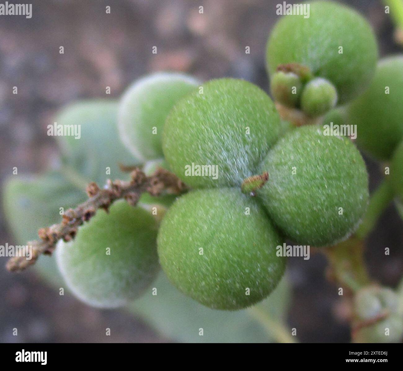 Jacket plum (Pappea capensis) Plantae Stock Photo - Alamy