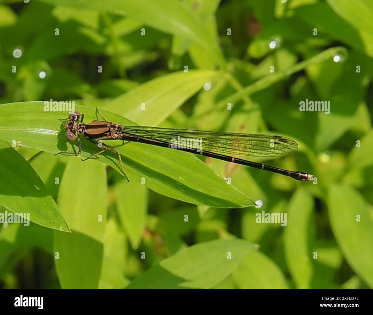 Blue-tipped Dancer (Argia tibialis) Insecta Stock Photo - Alamy