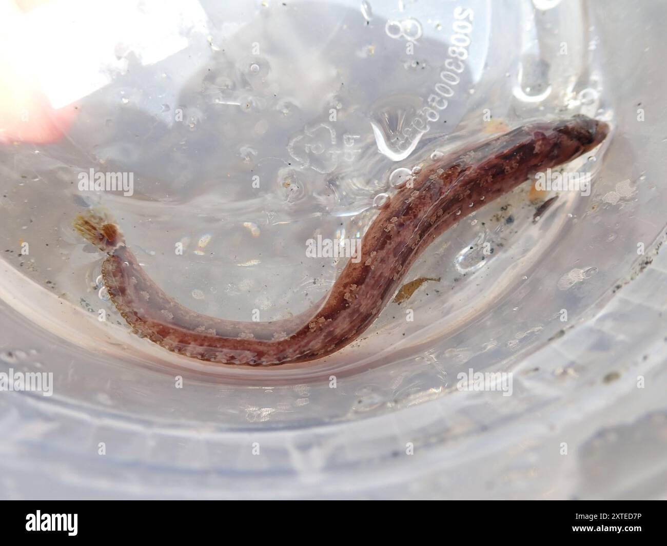 High Cockscomb (Anoplarchus purpurescens) Actinopterygii Stock Photo ...
