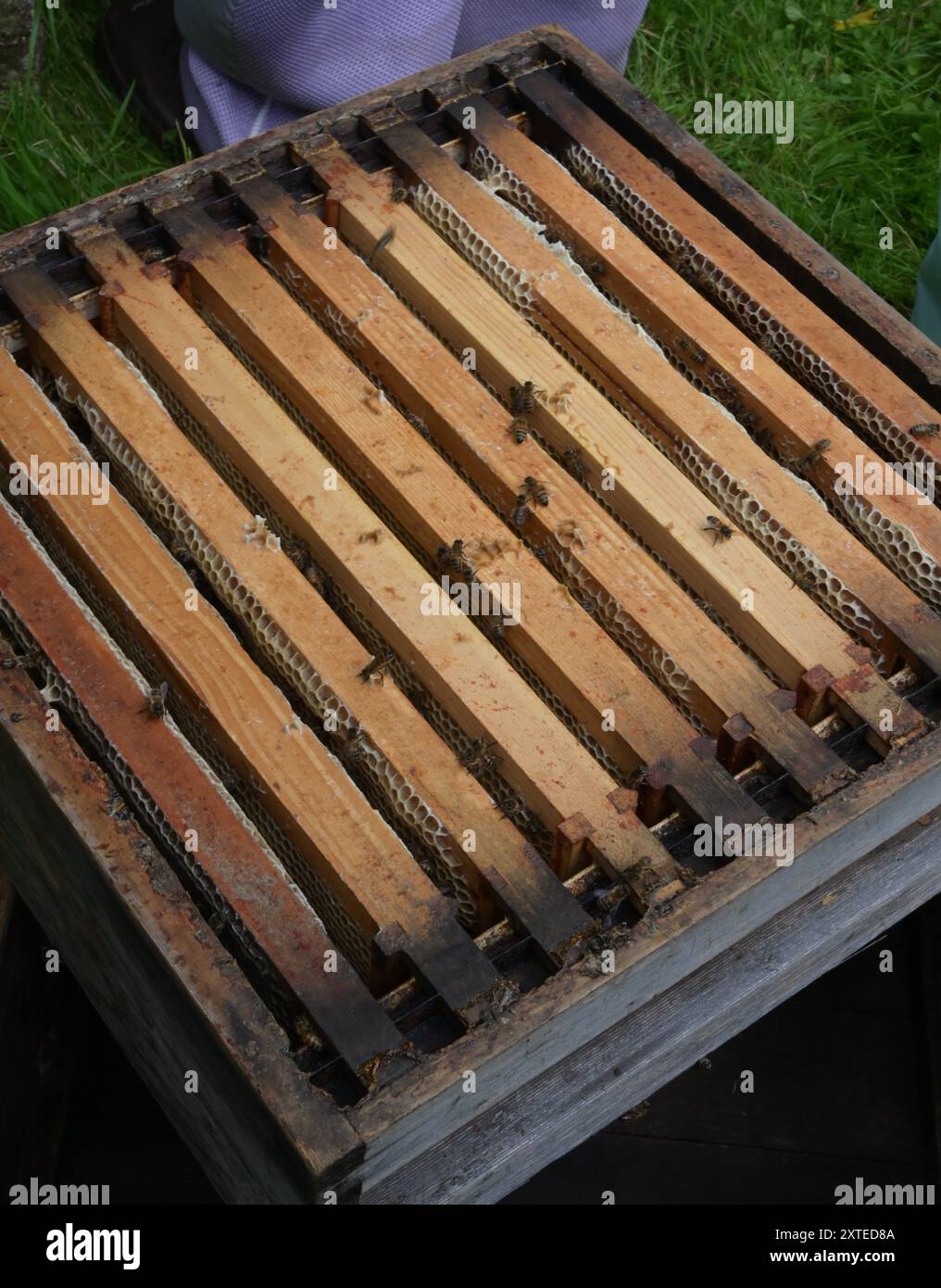 Brood frames inside a beehive Stock Photo - Alamy
