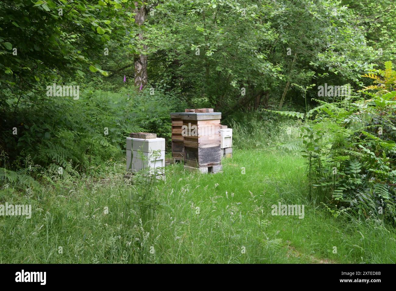 Two bee hives and two transport boxes in a woodland clearing Stock ...