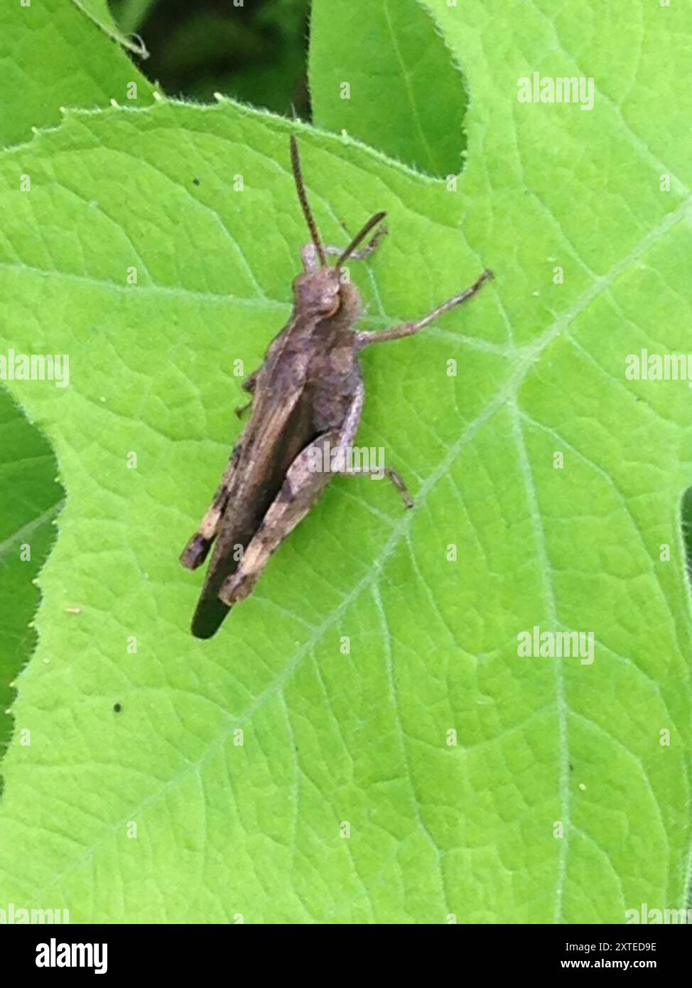 Green-striped Grasshopper (Chortophaga viridifasciata) Insecta Stock ...