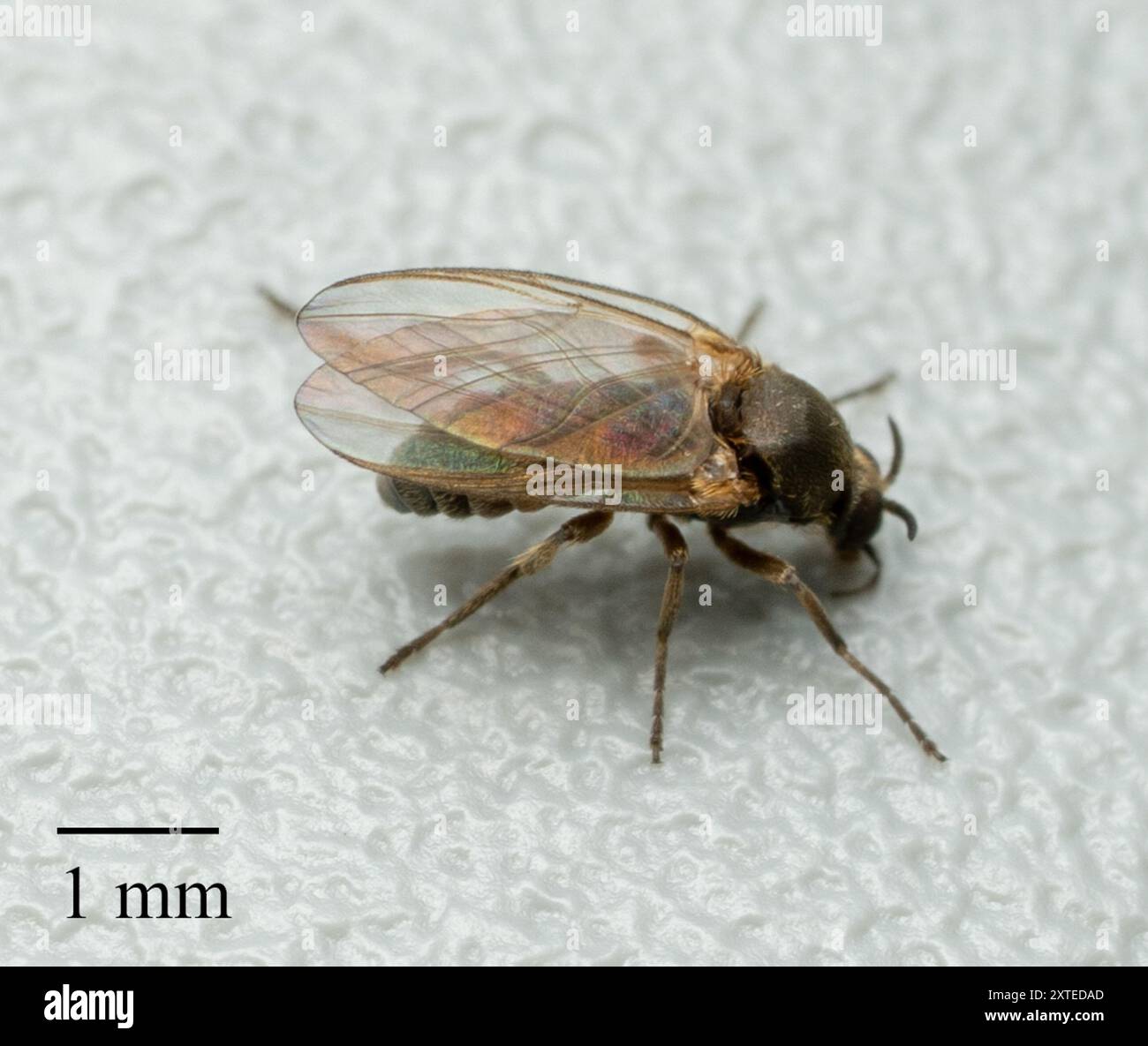Black Flies (Simuliidae) Insecta Stock Photo - Alamy