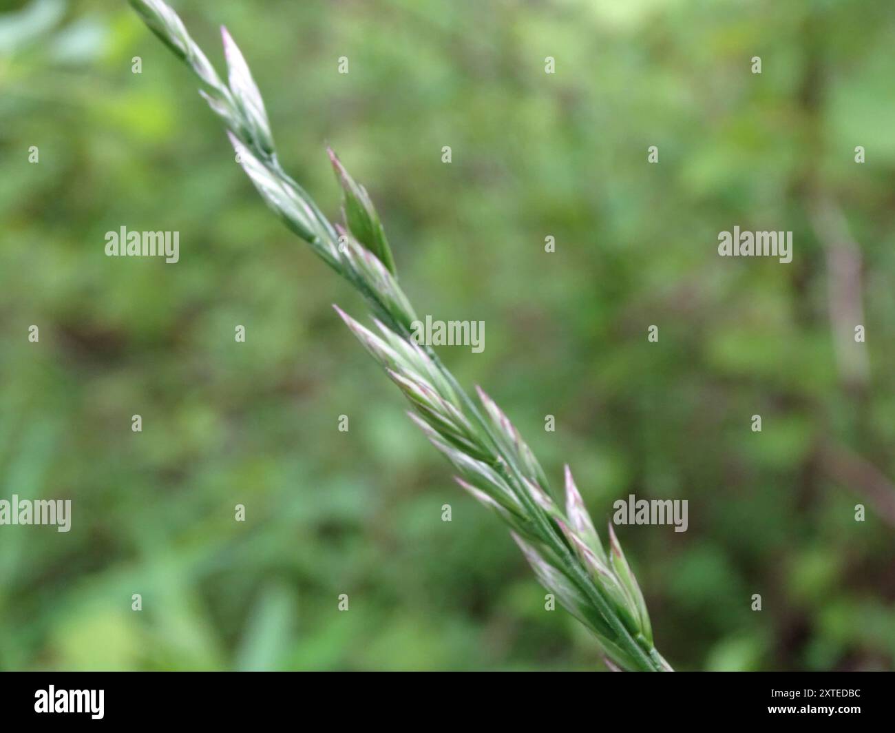 grasses (Poaceae) Plantae Stock Photo - Alamy