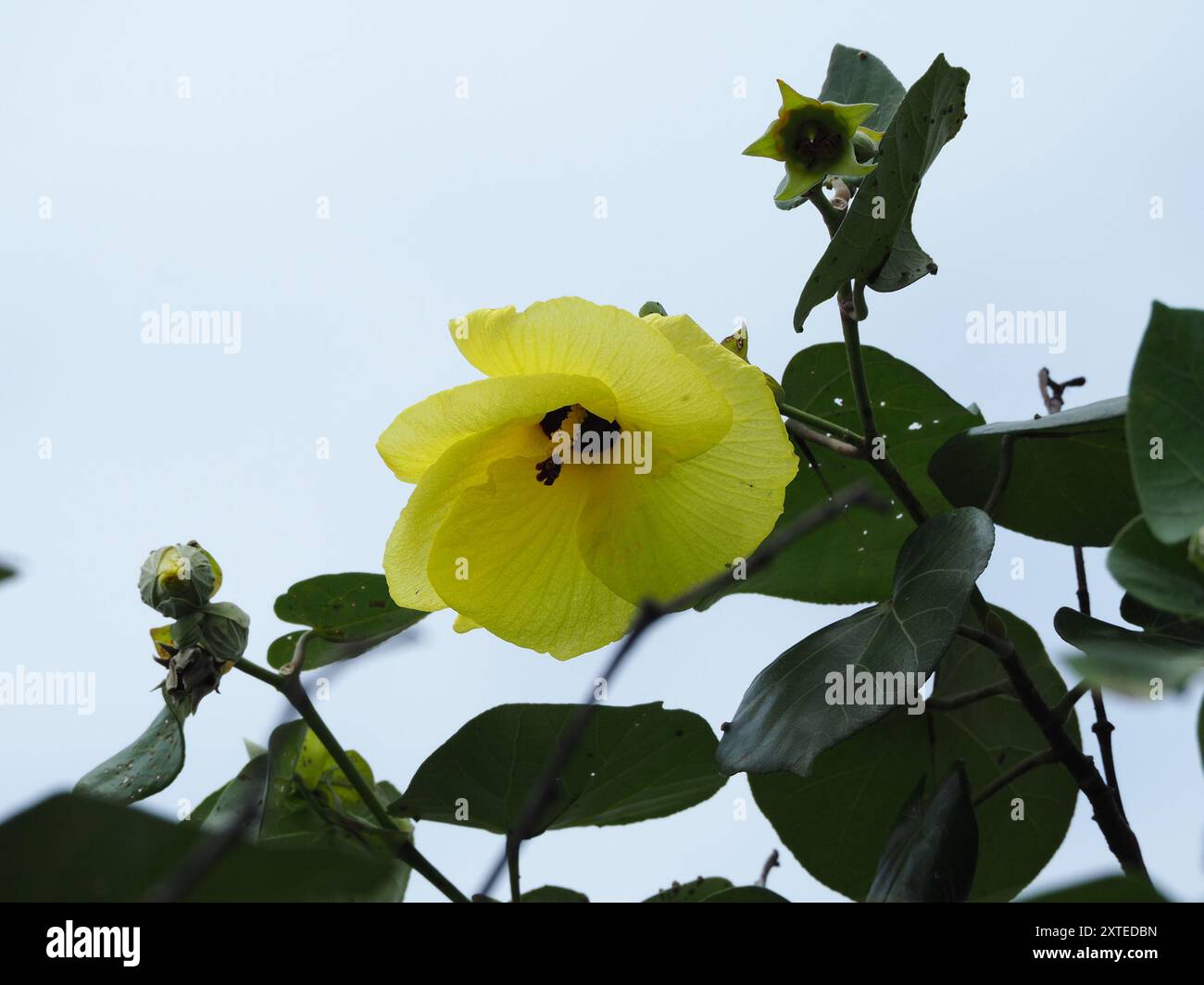 sea hibiscus (Hibiscus tiliaceus) Plantae Stock Photo - Alamy