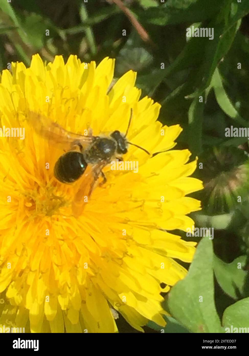 Mining Bees (Andrena) Insecta Stock Photo - Alamy