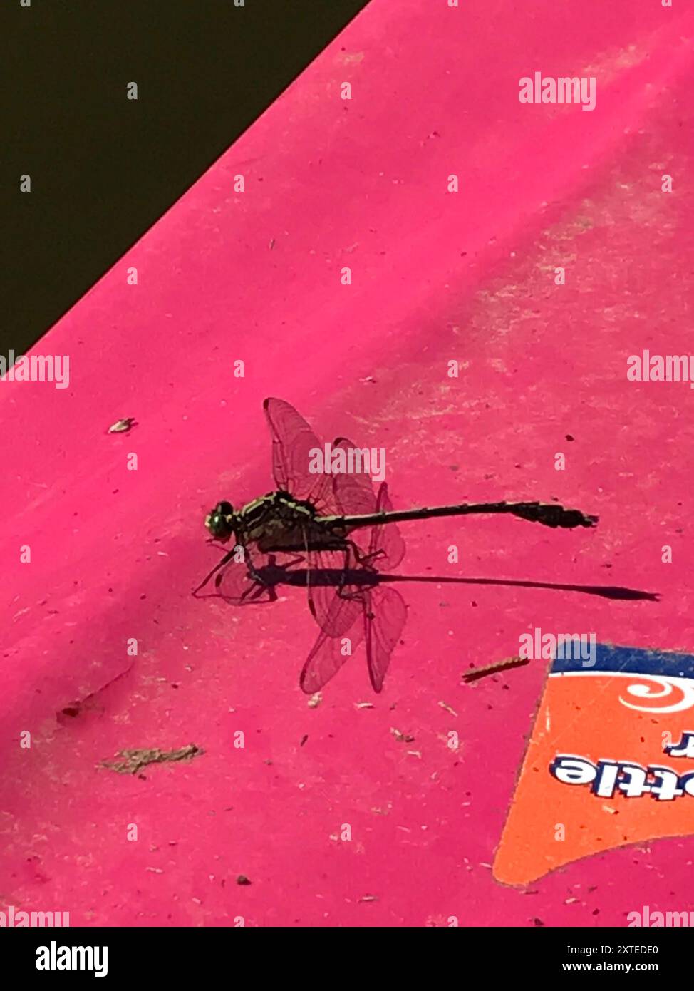 Black-shouldered Spinyleg (Dromogomphus spinosus) Insecta Stock Photo ...