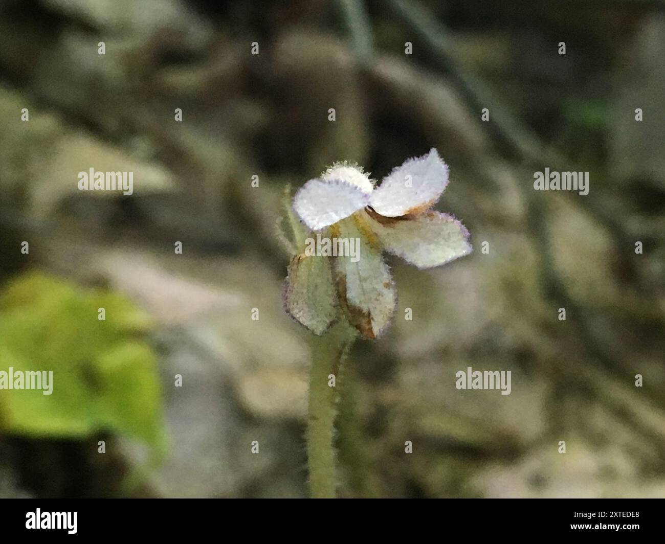 one-flowered cancer-root (Aphyllon uniflorum) Plantae Stock Photo - Alamy
