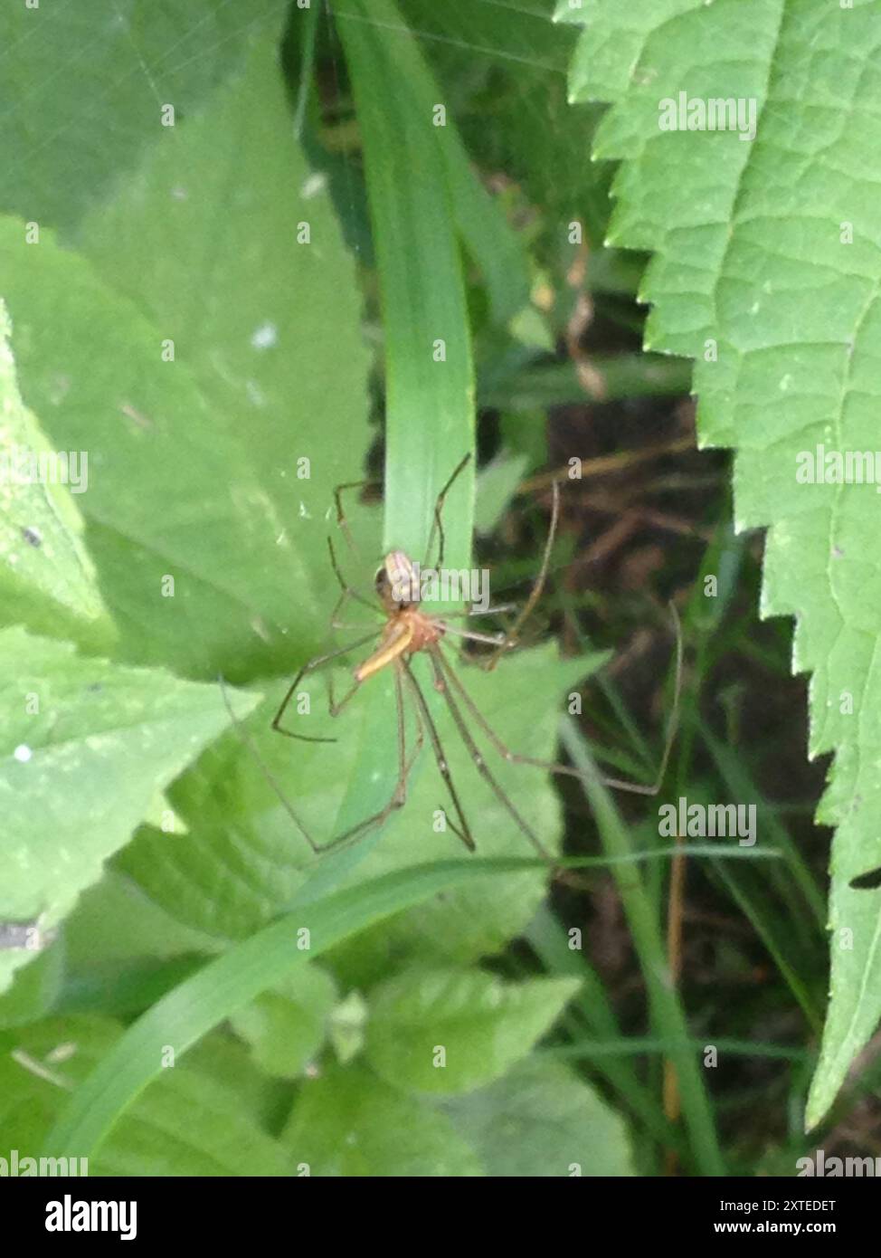 Stretch Spiders (Tetragnatha) Arachnida Stock Photo - Alamy