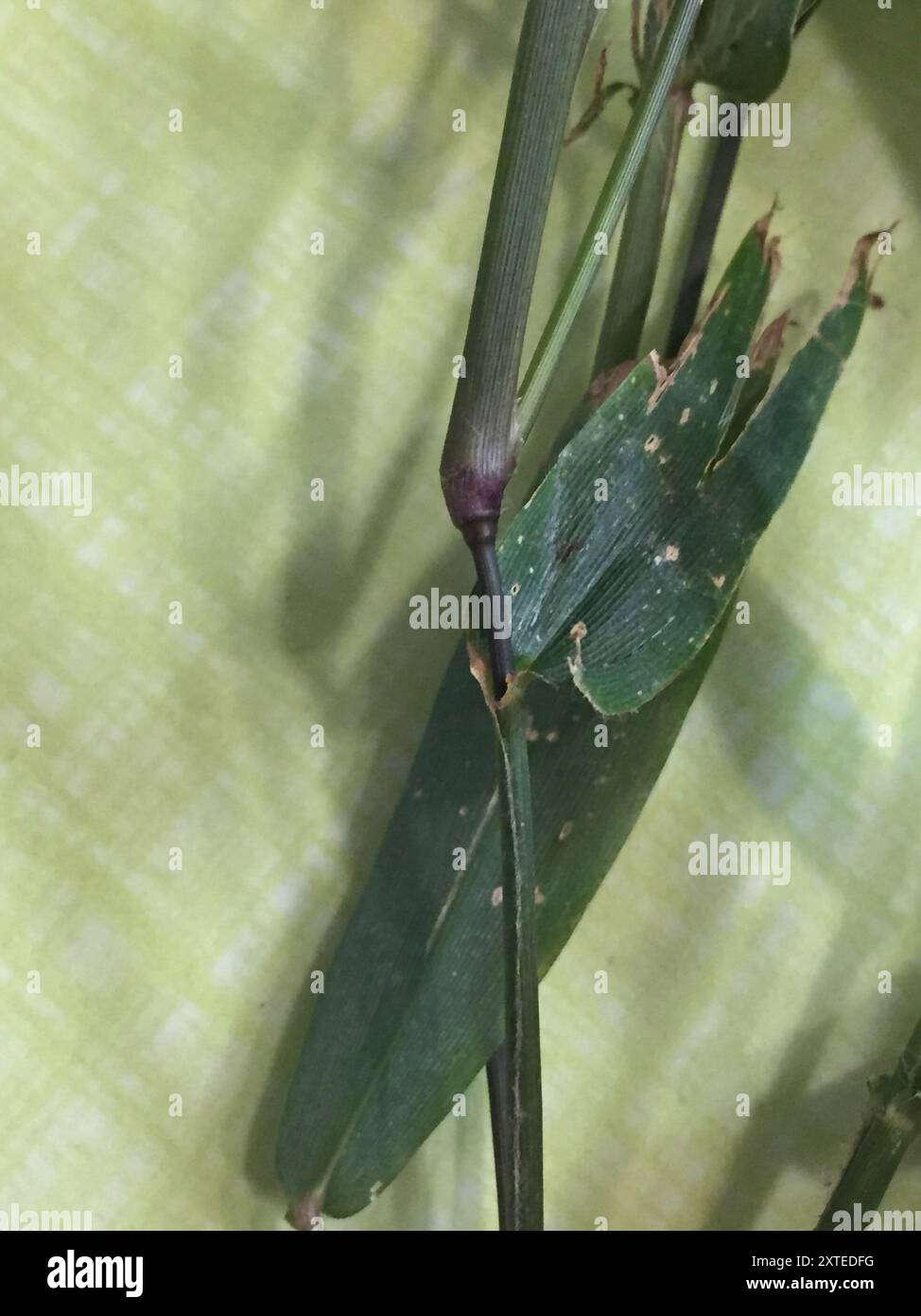 variable witchgrass (Dichanthelium commutatum) Plantae Stock Photo - Alamy