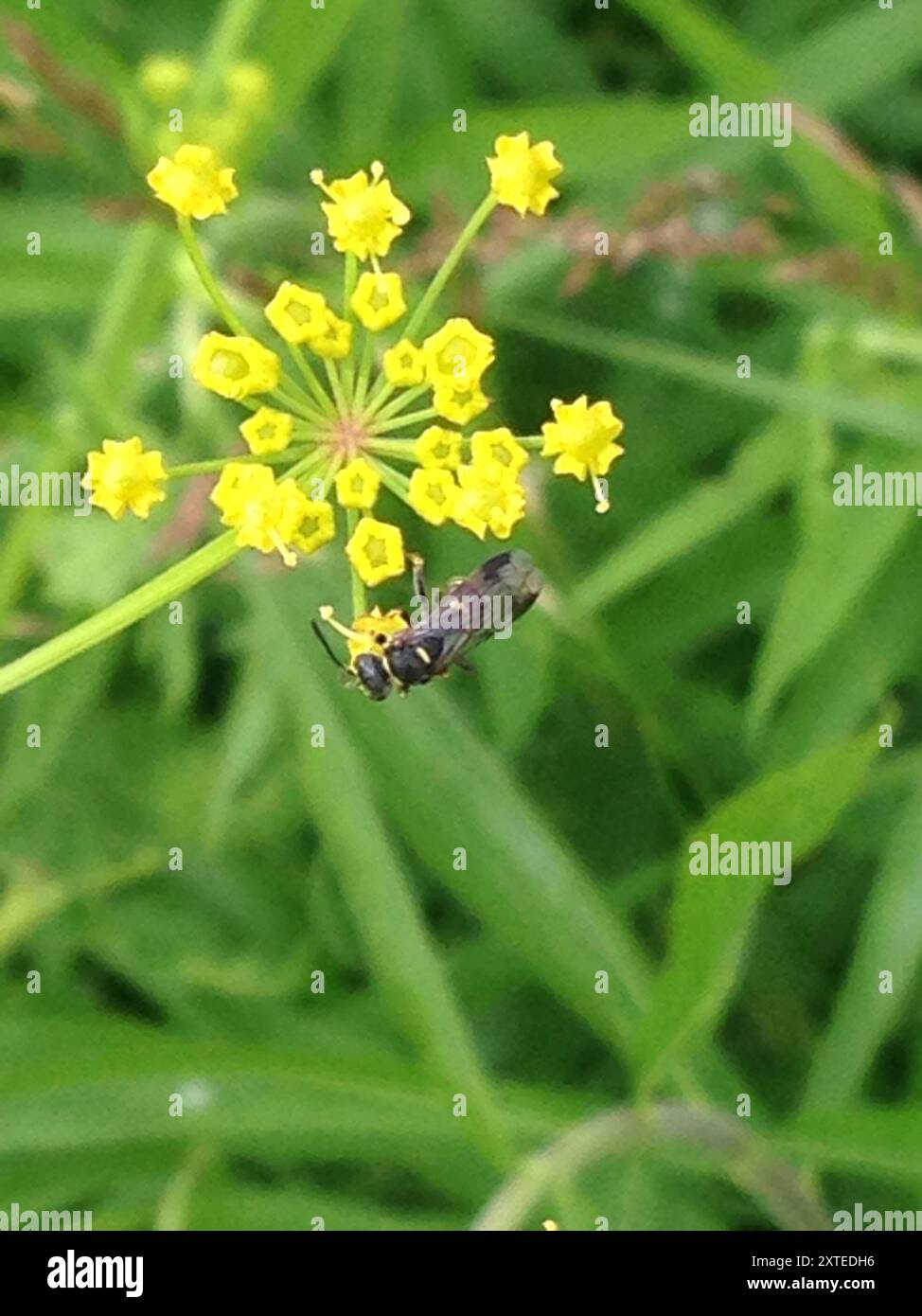 Sand Wasps (Bembicini) Insecta Stock Photo - Alamy