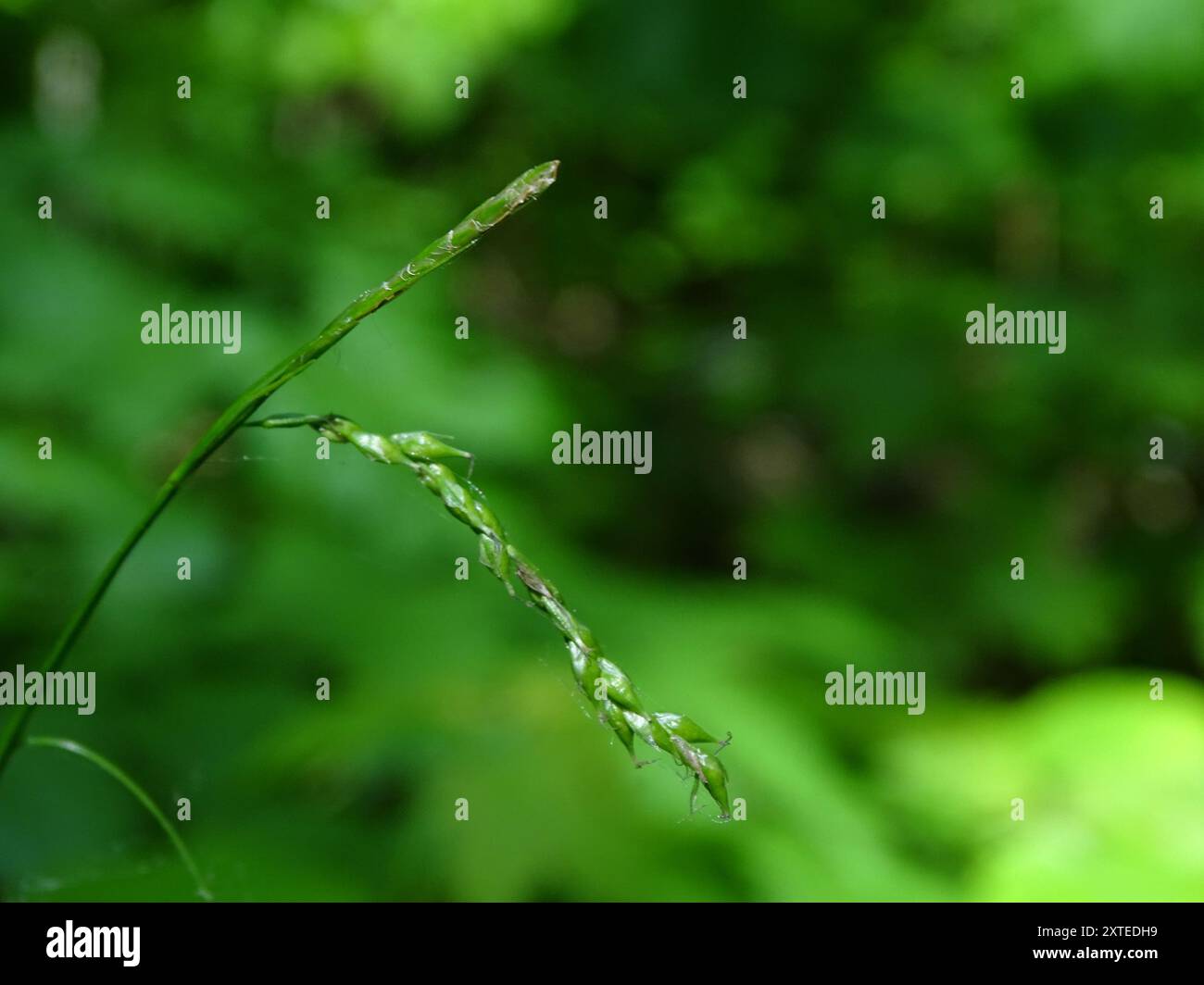 drooping woodland sedge (Carex arctata) Plantae Stock Photo - Alamy