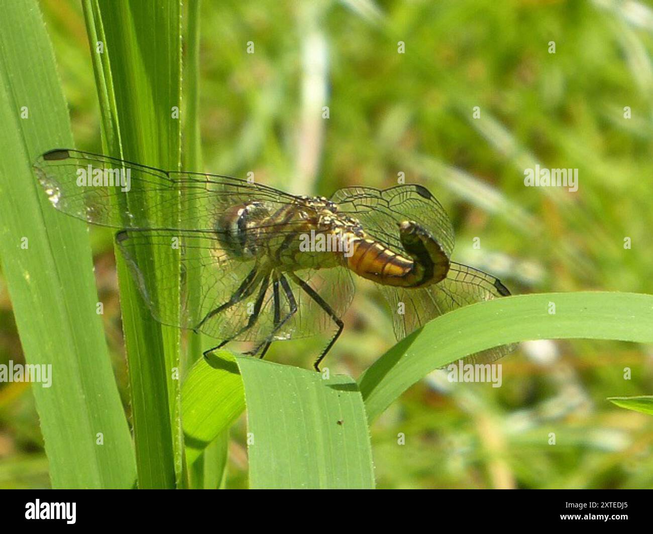 Blue Dasher (Pachydiplax longipennis) Insecta Stock Photo - Alamy