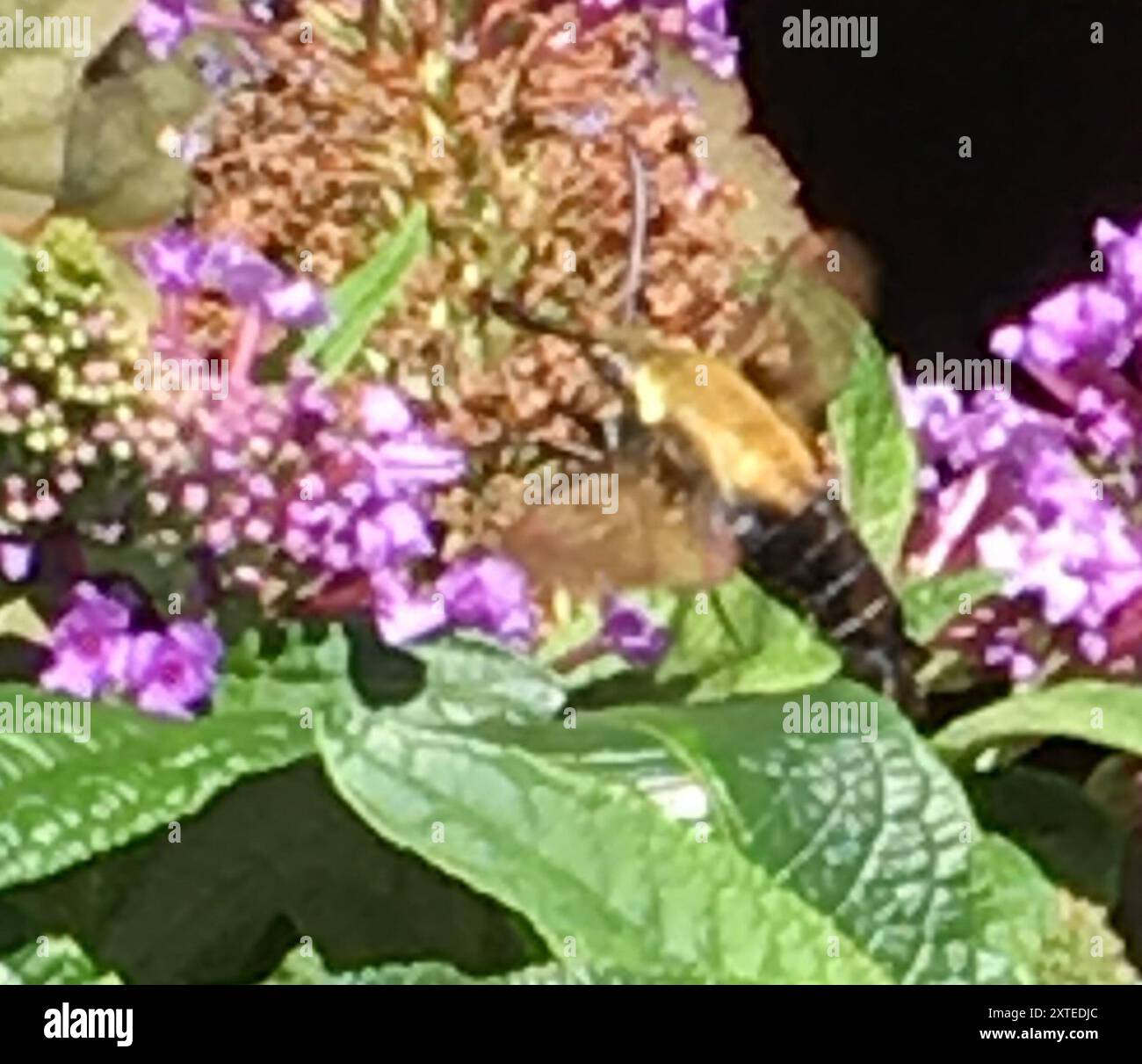 Snowberry Clearwing (Hemaris diffinis) Insecta Stock Photo - Alamy