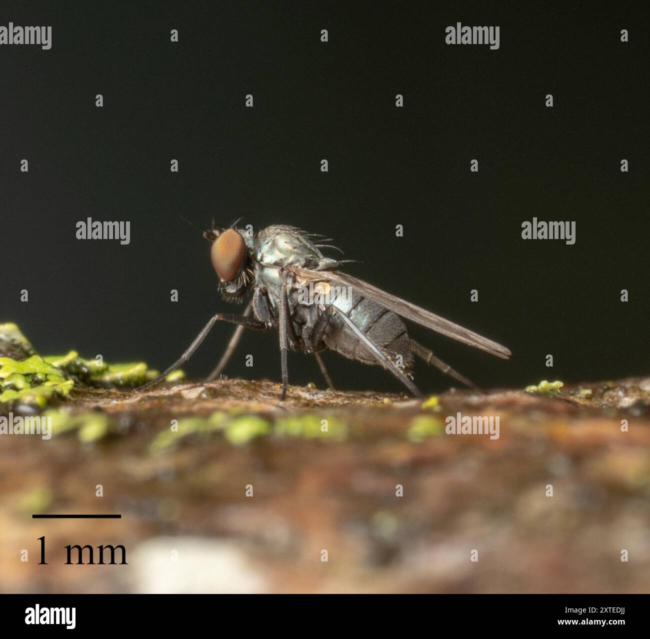 Woodpecker Flies (Medetera) Insecta Stock Photo - Alamy