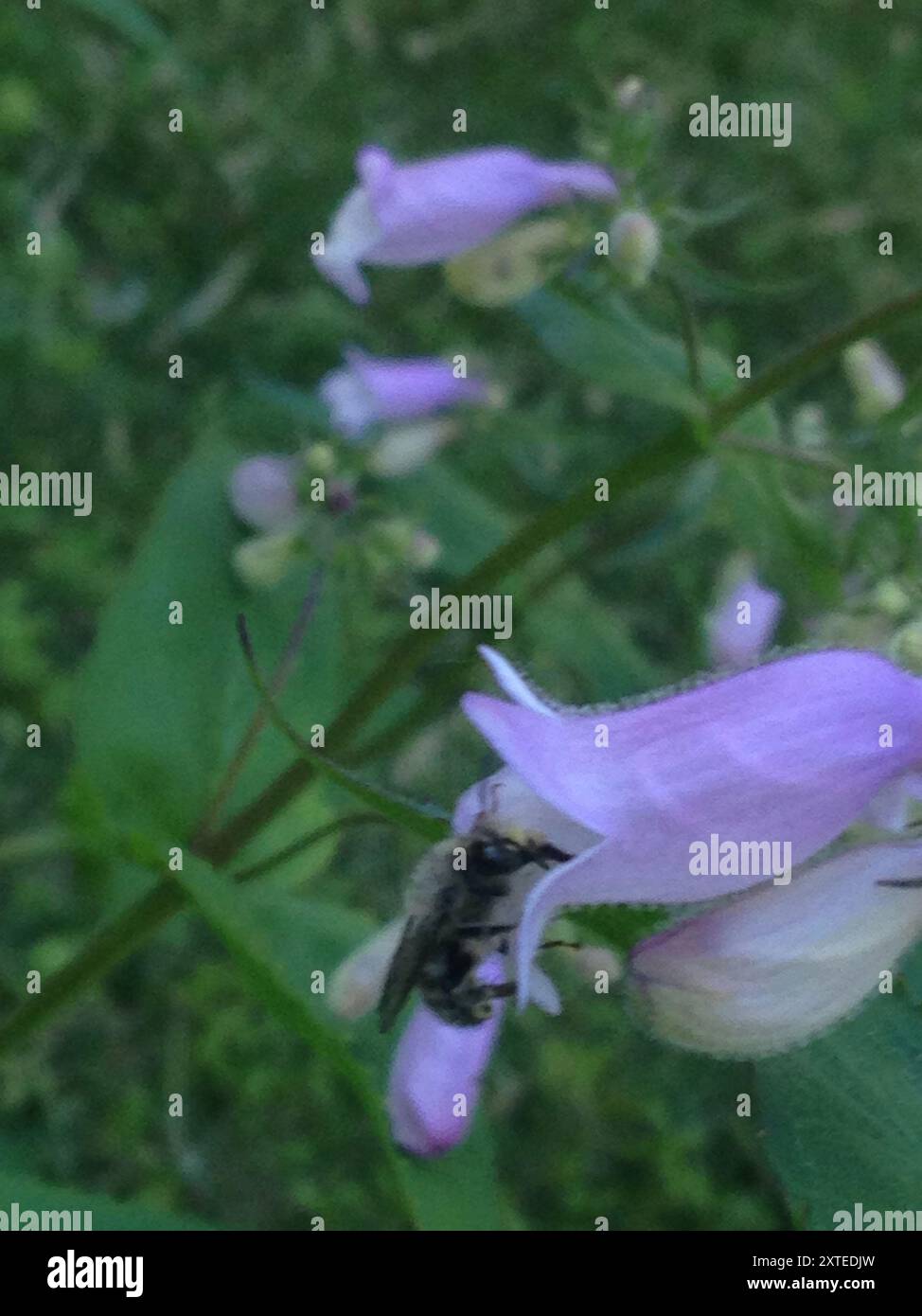 Orange-tipped Wood-digger (Anthophora terminalis) Insecta Stock Photo ...
