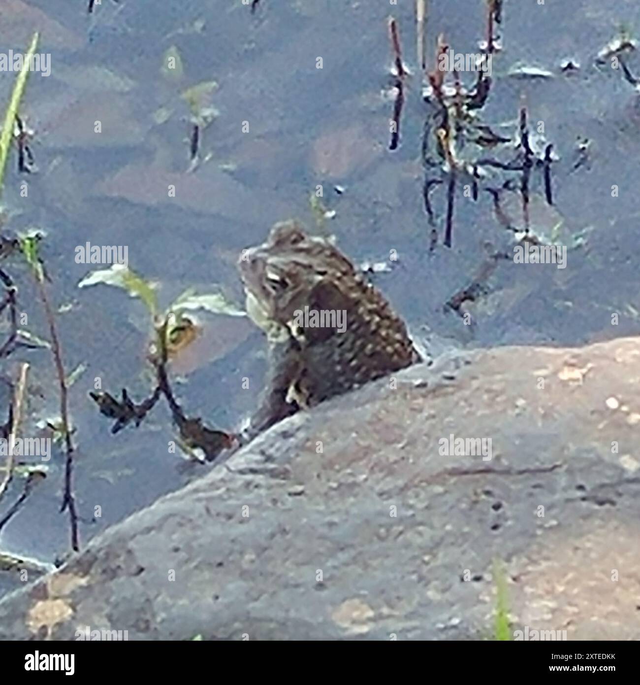 Eastern American Toad (Anaxyrus americanus americanus) Amphibia Stock ...