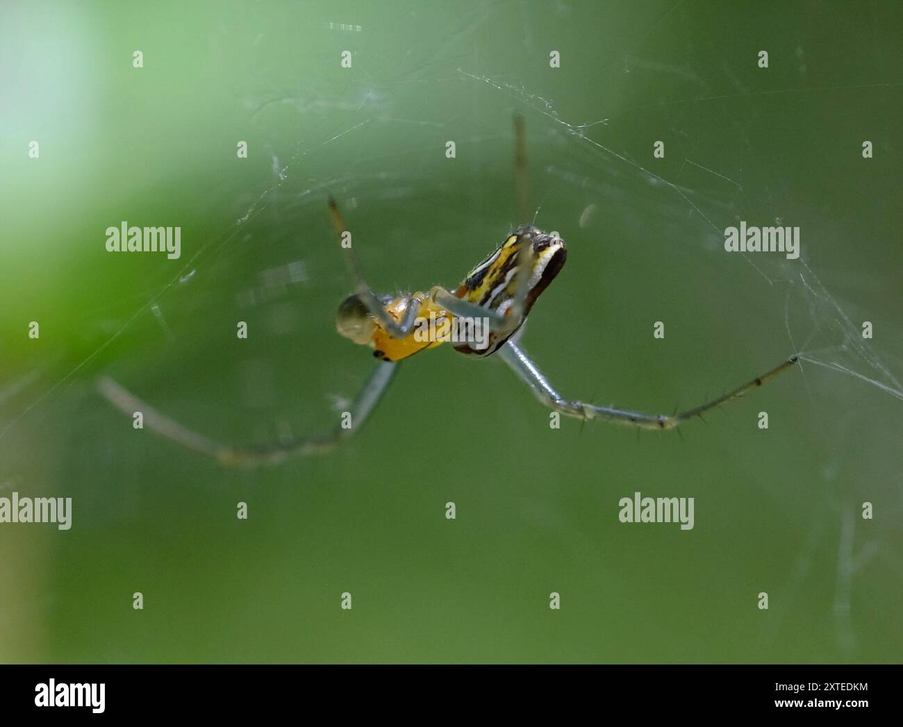 Basilica Orbweaver (Mecynogea lemniscata) Arachnida Stock Photo - Alamy