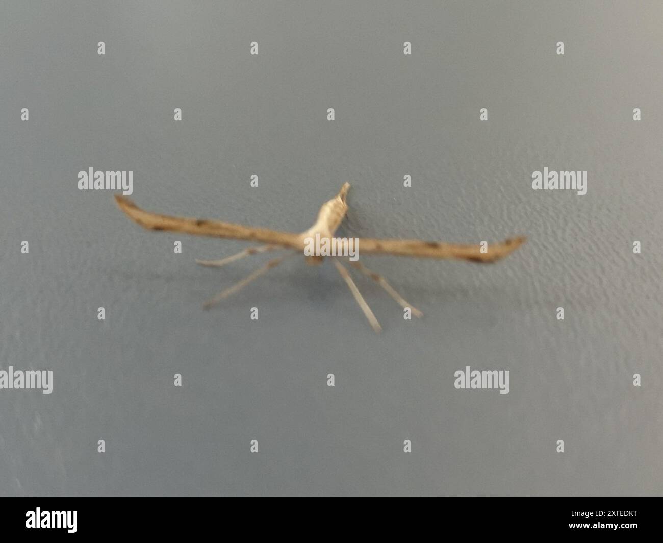 Morning-glory Plume Moth (Emmelina monodactyla) Insecta Stock Photo - Alamy