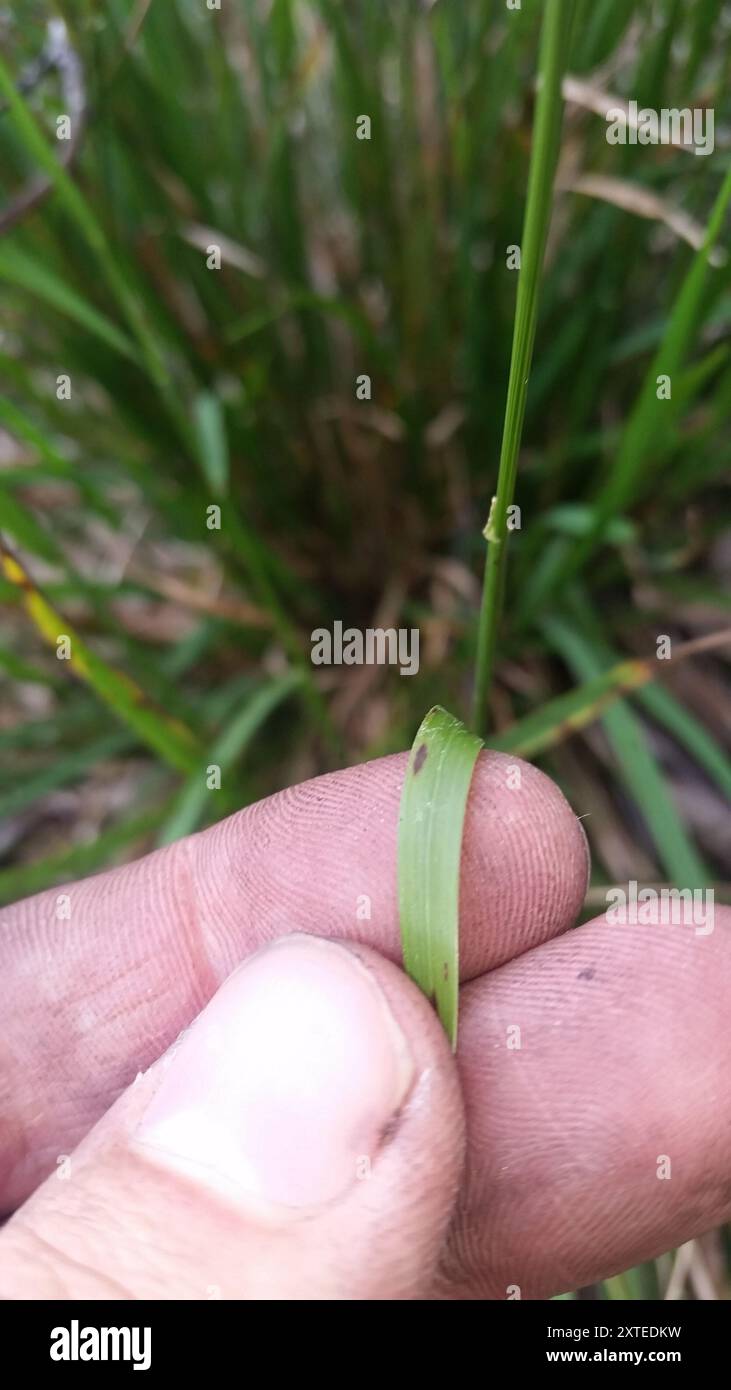 Weeping-grass (Microlaena stipoides) Plantae Stock Photo - Alamy