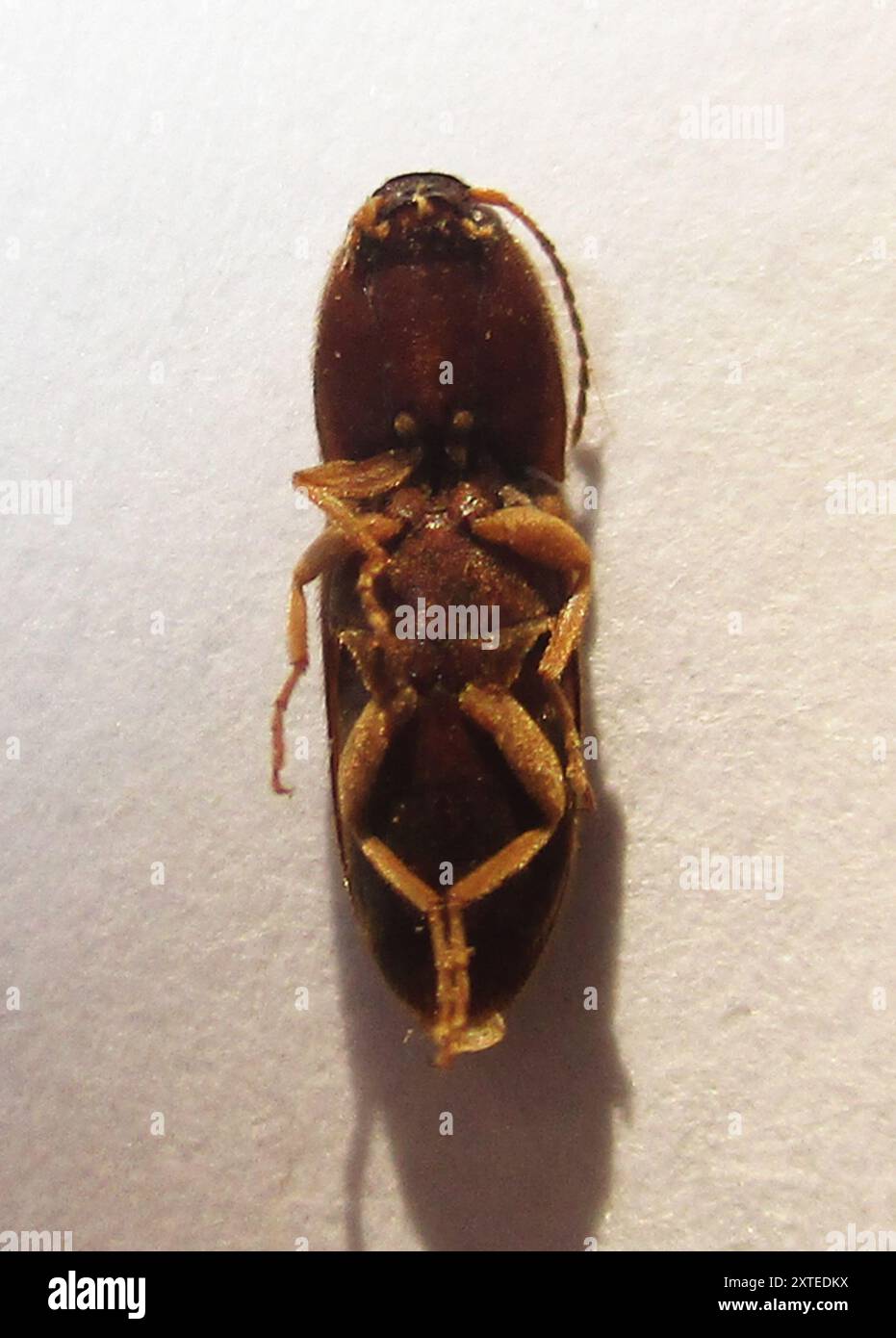 Click Beetles (Elateridae) Insecta Stock Photo - Alamy